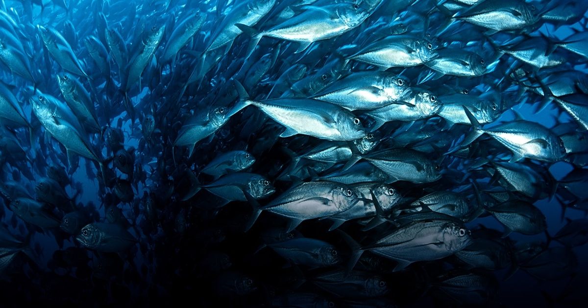 Why We Need More Ocean Movies (That Aren't About Sharks)