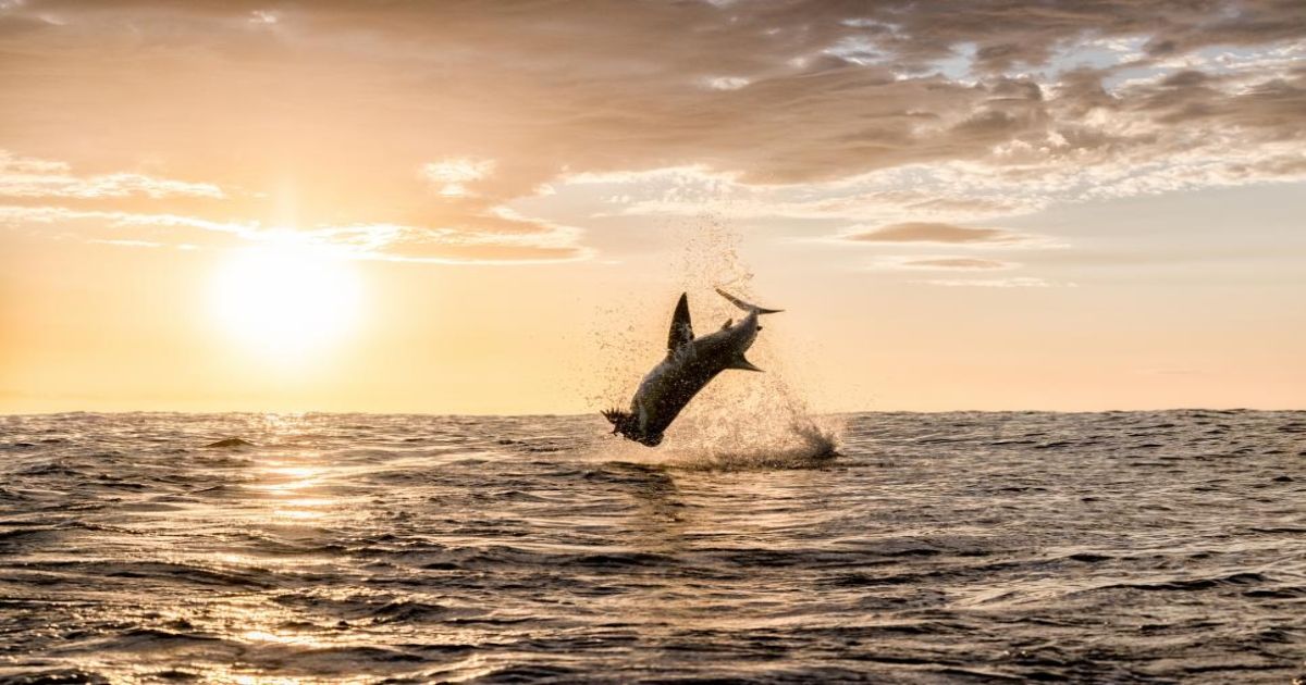 Discovery Channel: A Brief History of Shark Week