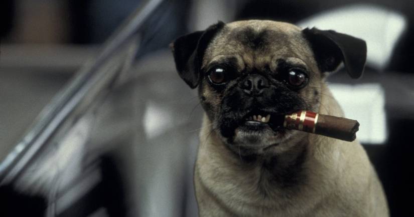 Best Dog Actors in Movies, Ranked