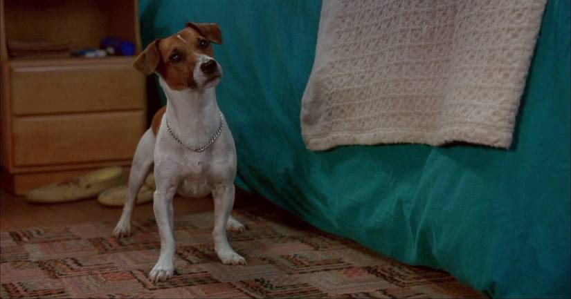 Best Dog Actors in Movies, Ranked