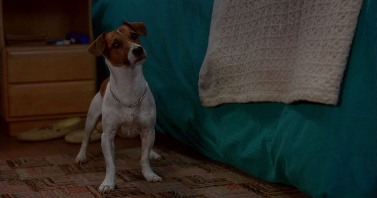 The Best Animal Sidekicks in Movies, Ranked