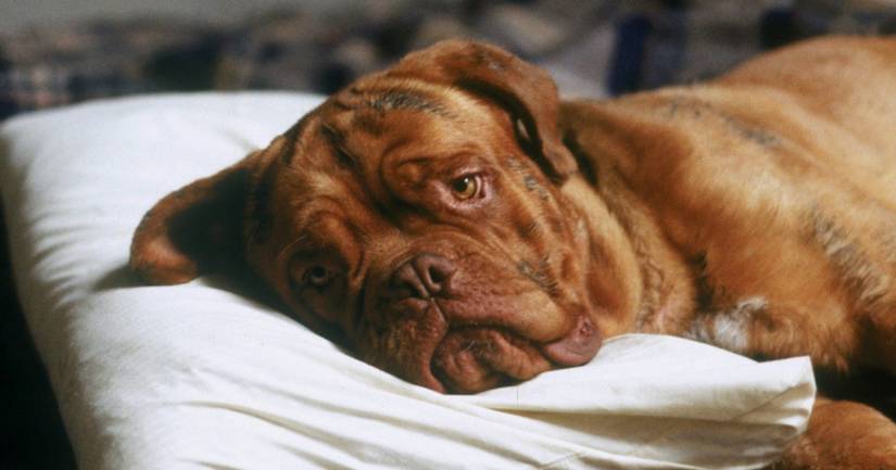 Best Dog Actors in Movies, Ranked