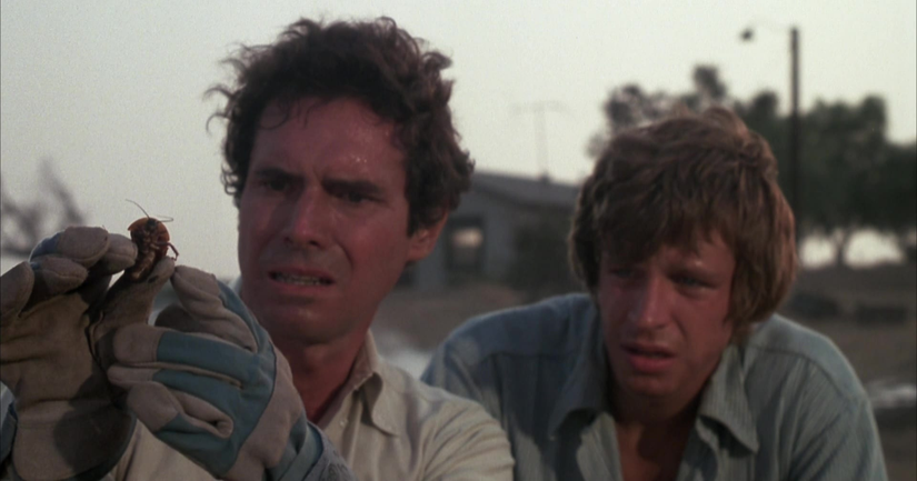 The Best Horror Movies About Killer Bugs, Ranked