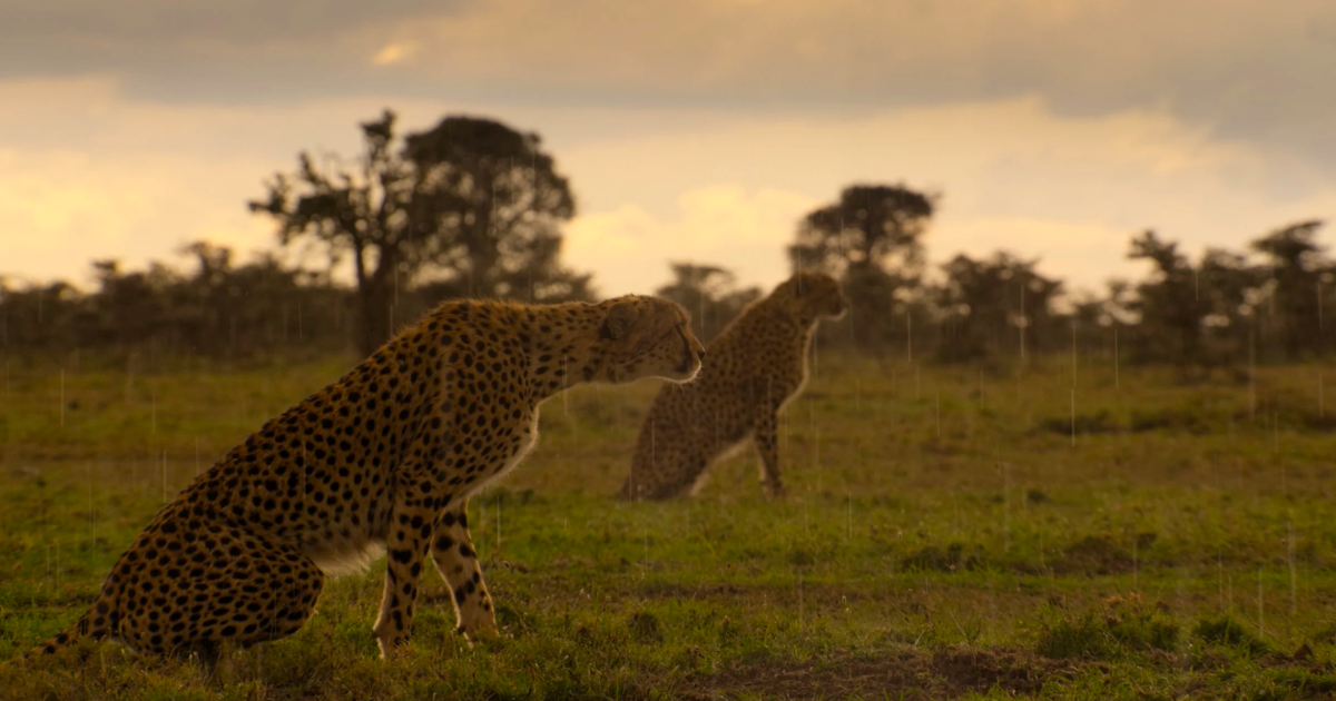 10 Documentaries That Get Real About the Environment