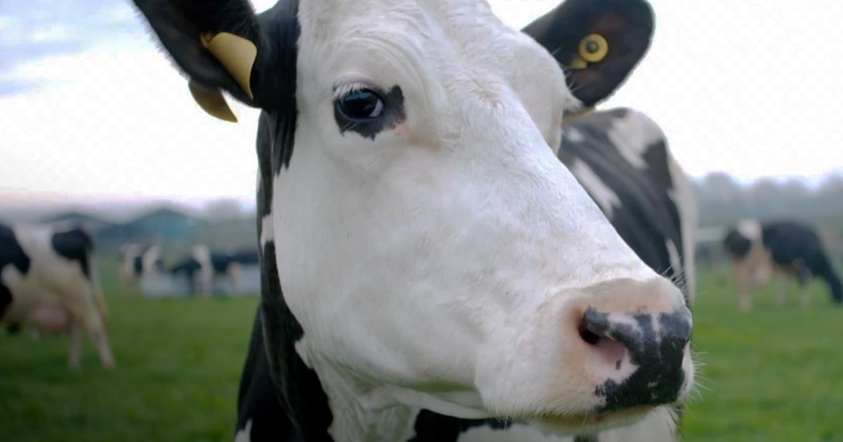 Best Andrea Arnold Movies and TV Shows, Ranked