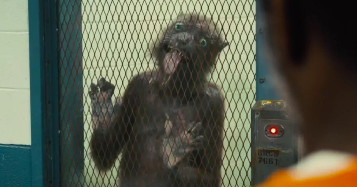 10 Animal Characters James Gunn Made Us Fall in Love With in the MCU ...