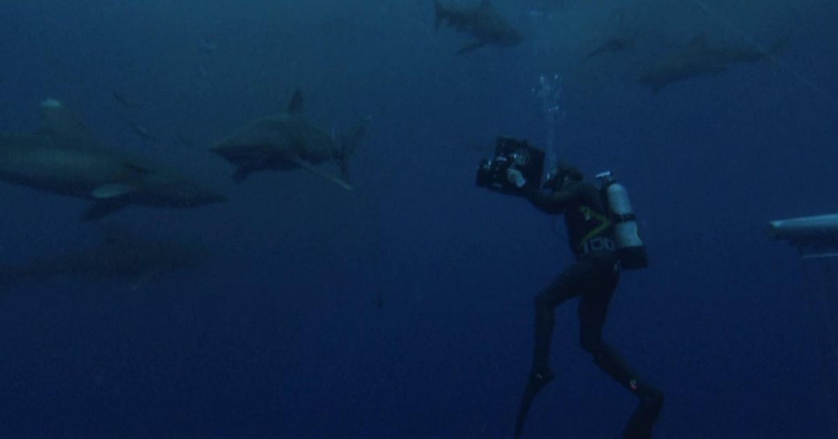 Best Movies to Watch During Shark Week