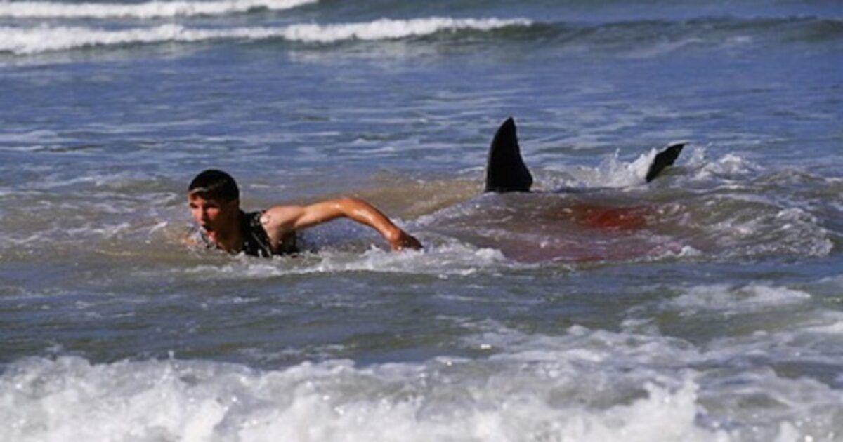 Best Shark Attack Movies That Aren’t Jaws