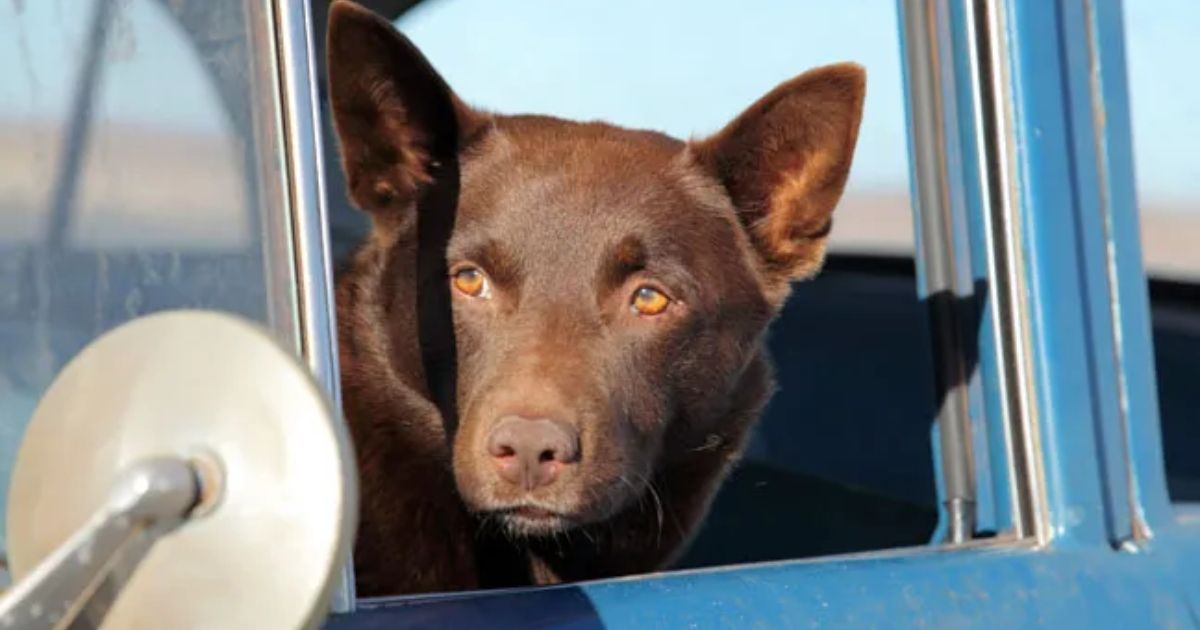 The 15 Saddest Movies Where the Dog Dies