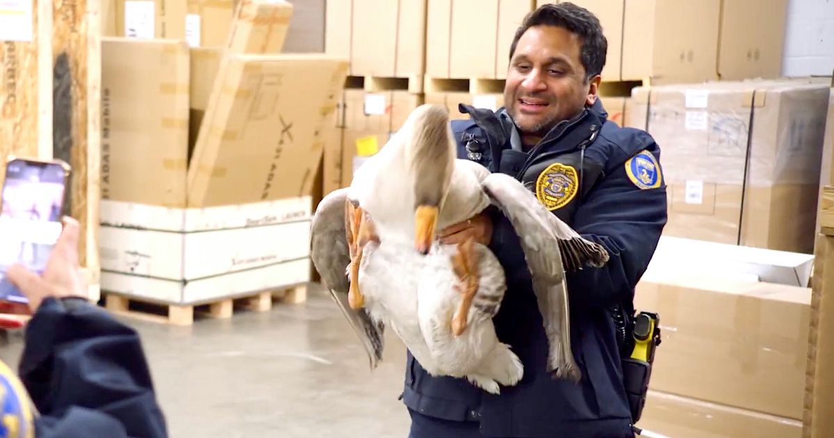 Animal Control Cast and Character Guide