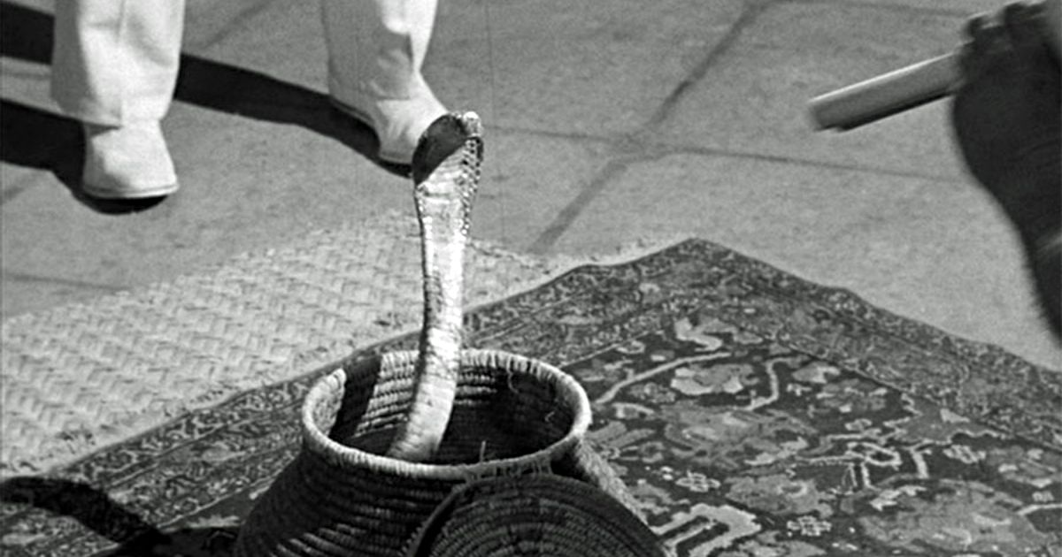 25 Movies to Avoid if You’re Afraid of Snakes