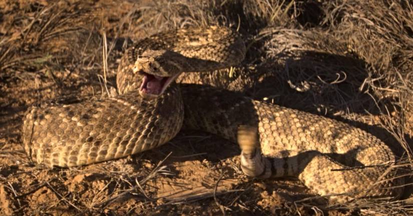 25 Movies to Avoid if You’re Afraid of Snakes