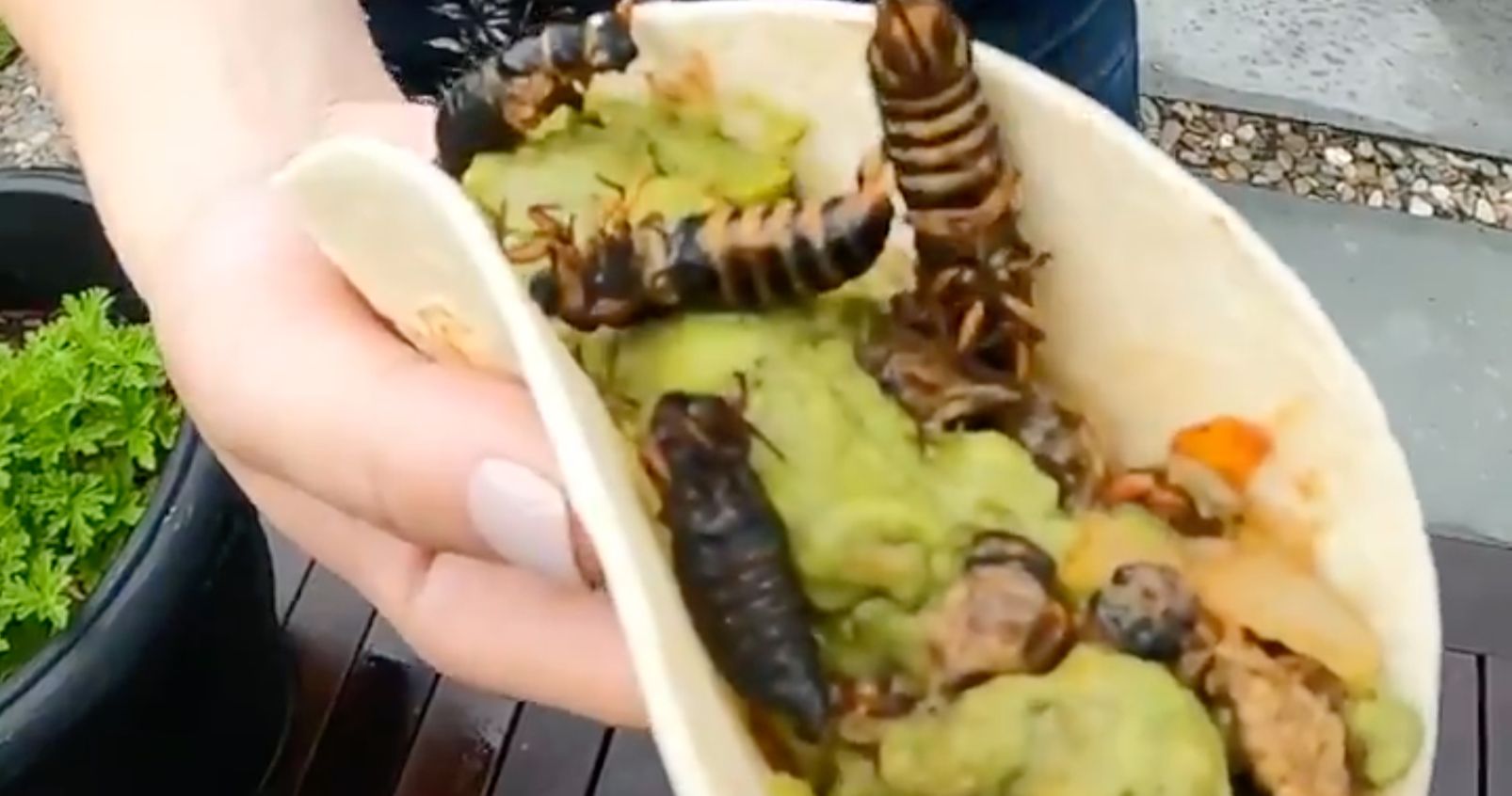 High Schoolers Are Eating Cicada Tacos in New Jersey