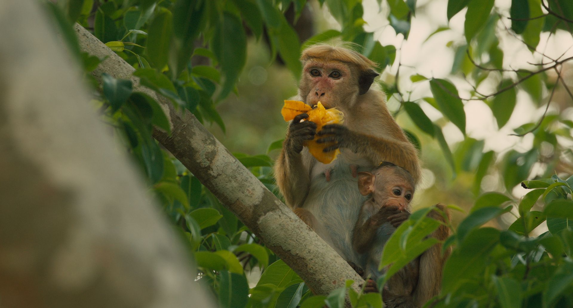 Disney's Monkey Kingdom Trailer